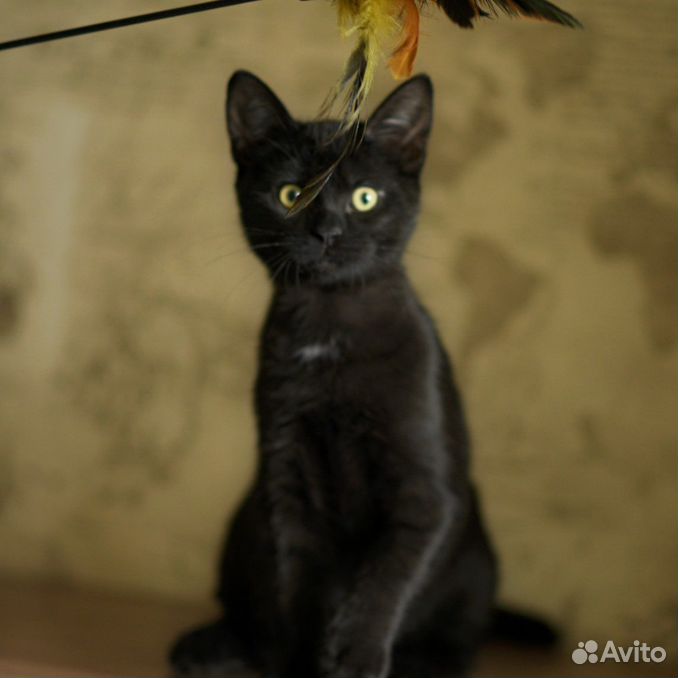 Котенок цвета темный шоколад в добрые руки