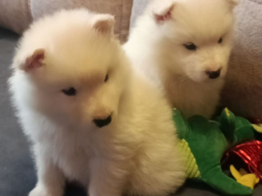 Самоедская лайка щенки