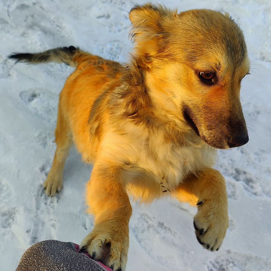 Щенок в добрые руки