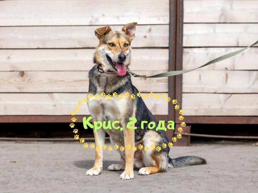 Беспроблемный пес Крис 2 года ищет дом