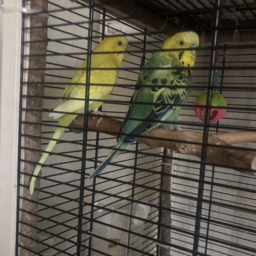 Два попугая волнистых с клеткой