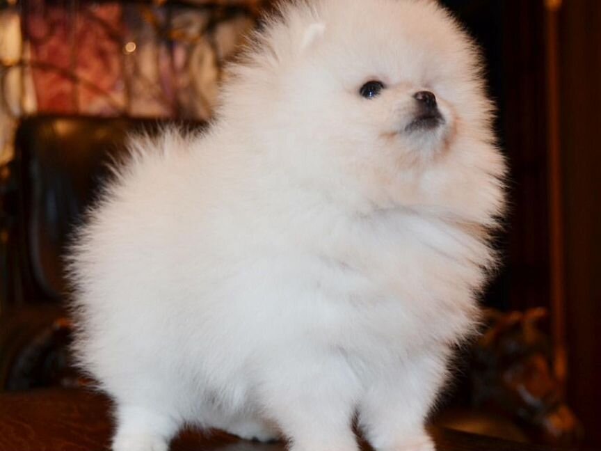 Померанский шпиц мальчик и девочки белые