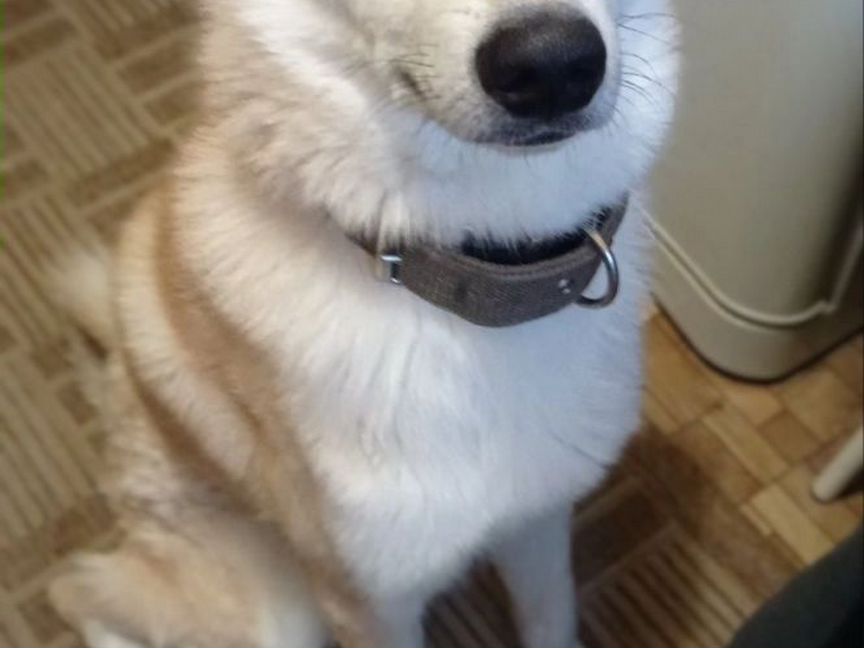 Лайки фенотип