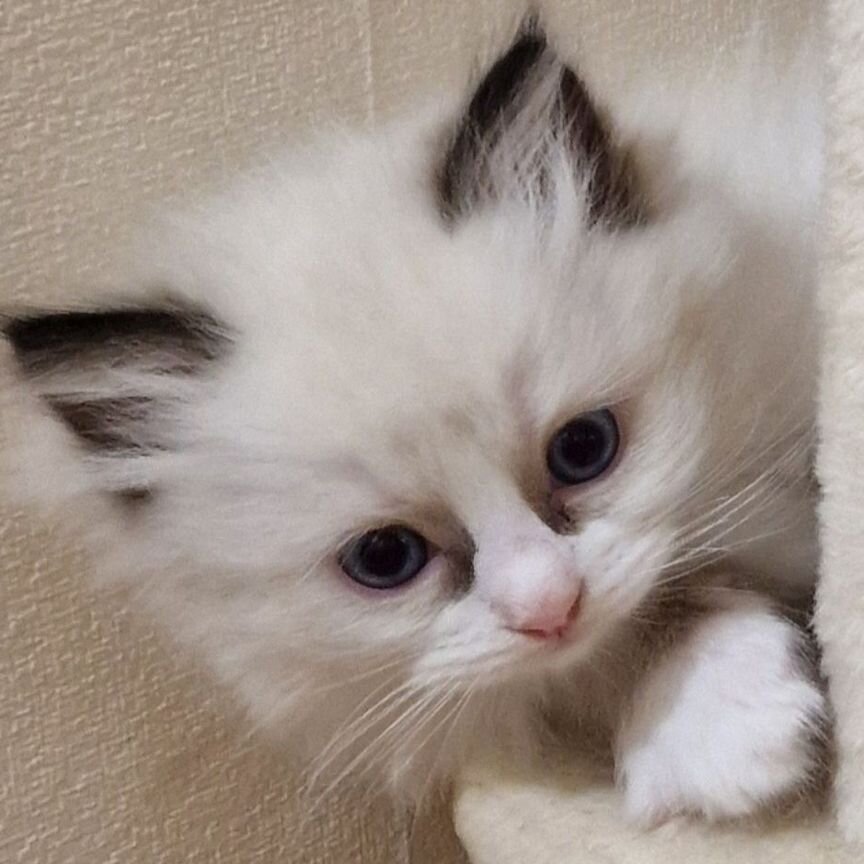 Рэгдолл котёнок