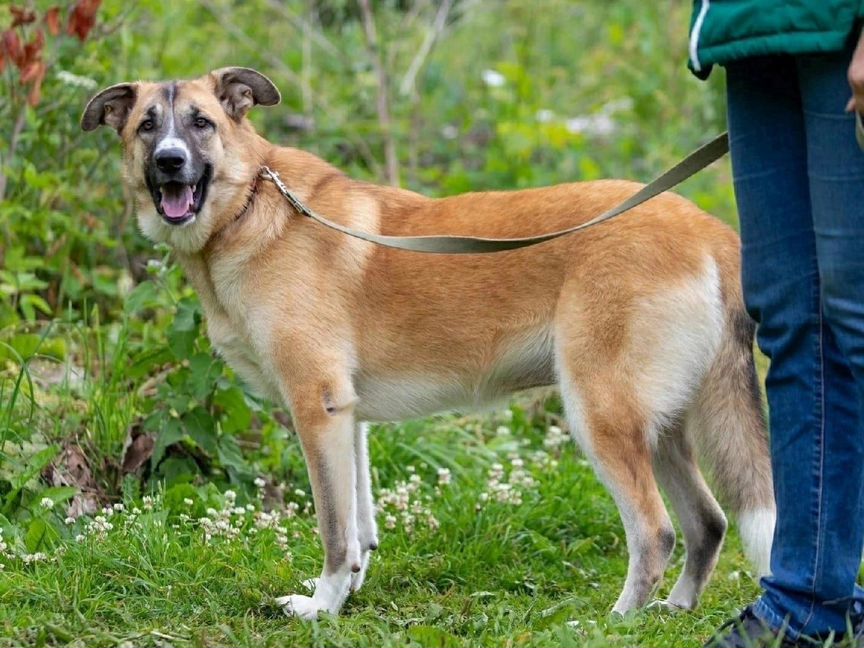 Собака Веренея в хорошую семью бесплатно