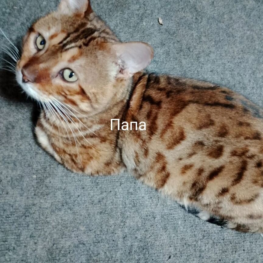 Продам котенка бенгала, мальчика