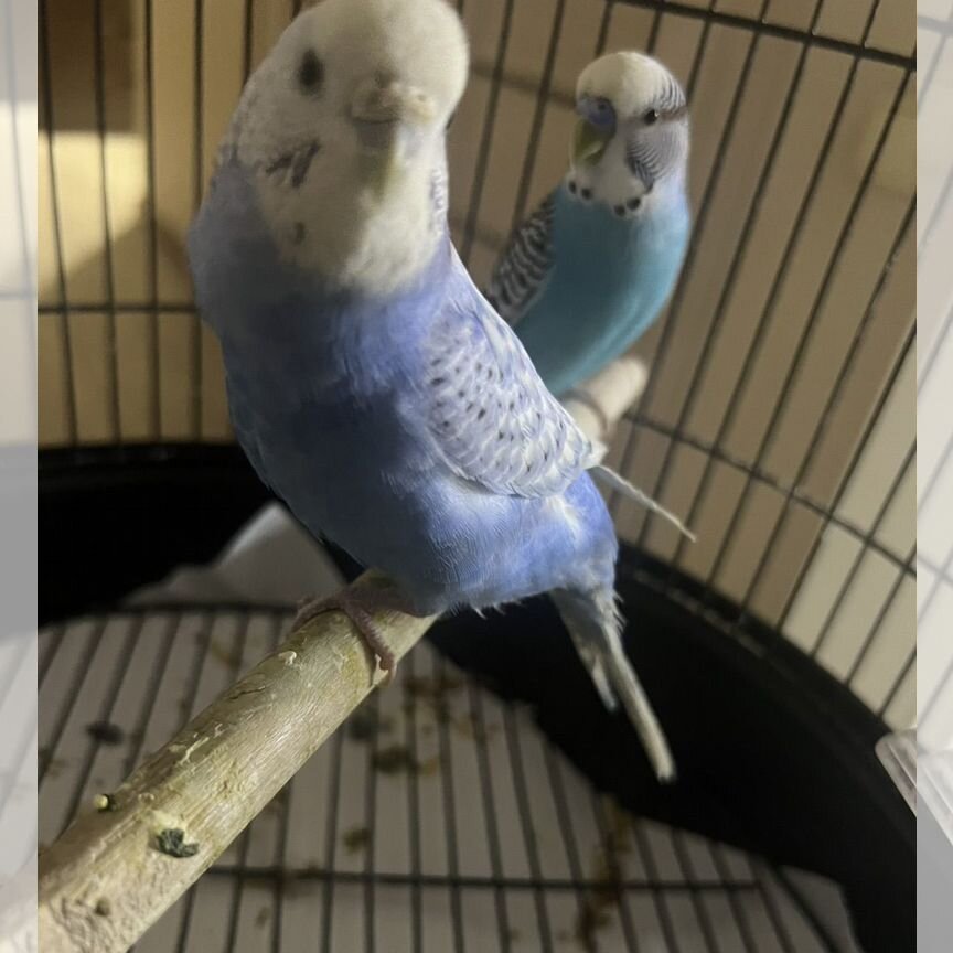 Волнистый попугаи