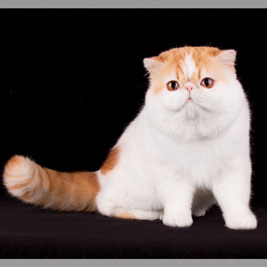 Экзотический короткошёрстный котёнок