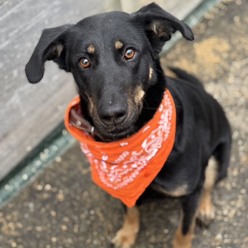 Взрослая собака в добрые руки