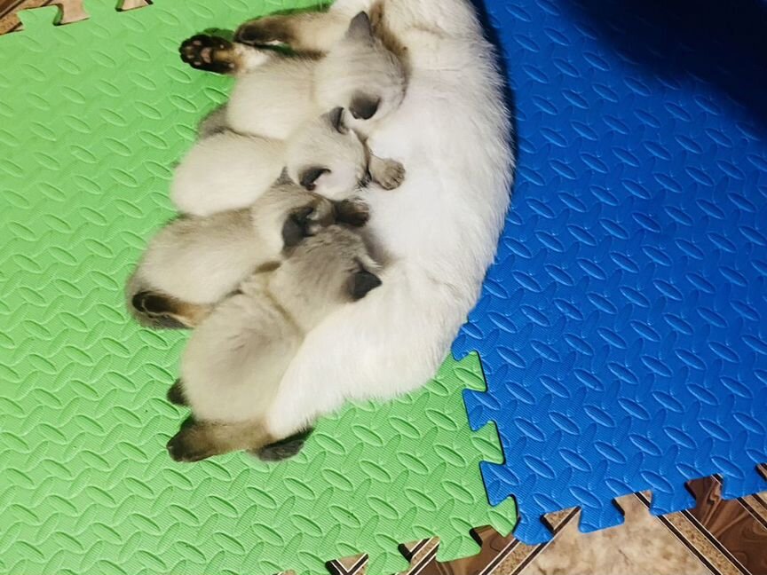 Тайские котята