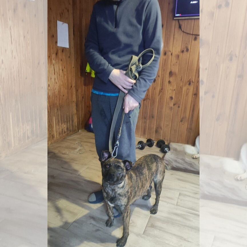 Взрослая собака в добрые руки