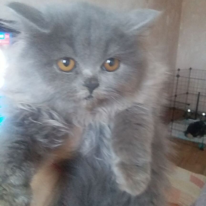 Котенок