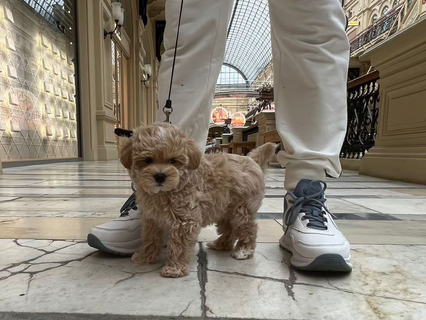 Мальтипу Ф1 mini boy