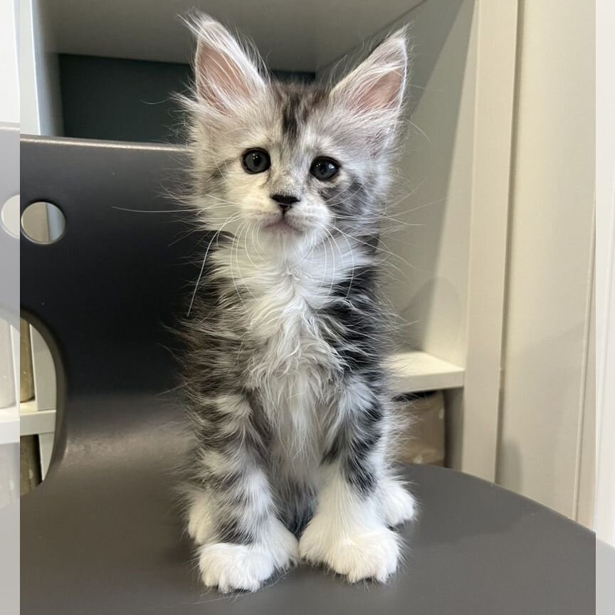 Мейн-кун котёнок