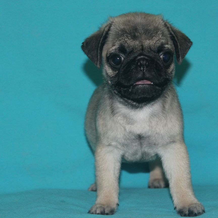 Бежевый мальчик РКФ