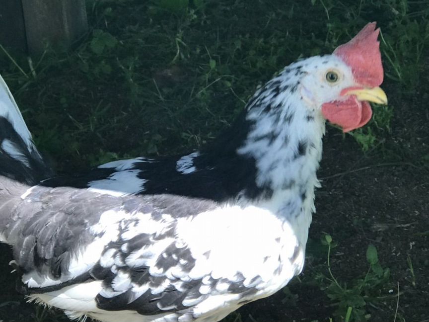 Молодые петухи