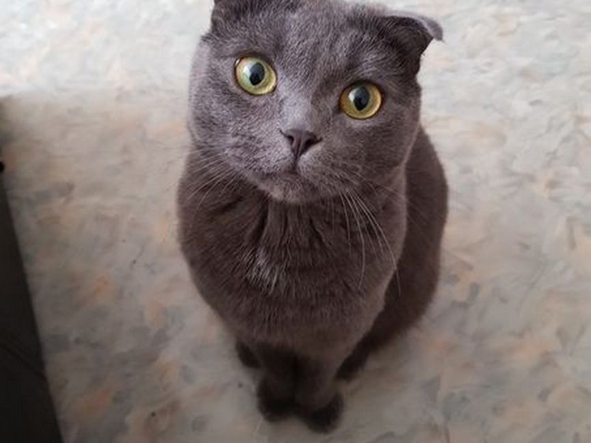 Кошка
