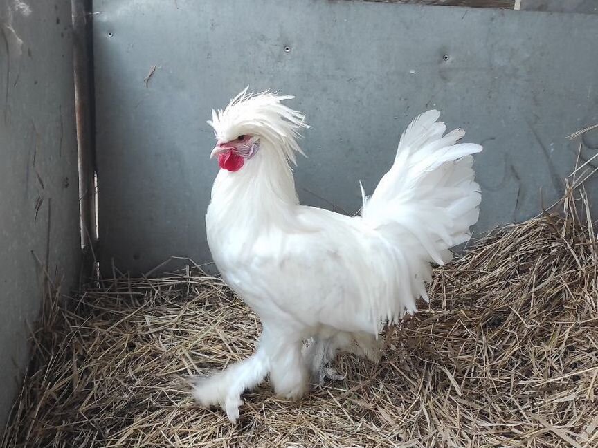 Турецкая султанка