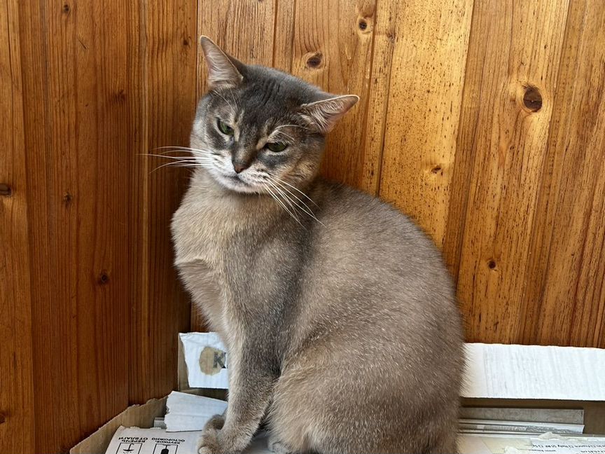 Абиссинская кошка