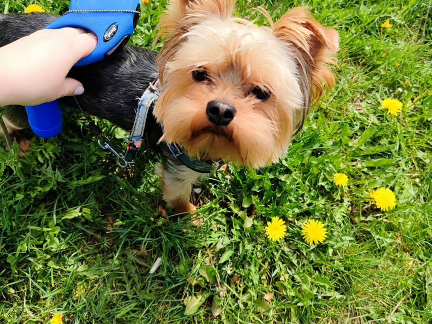 Йоркширский терьер