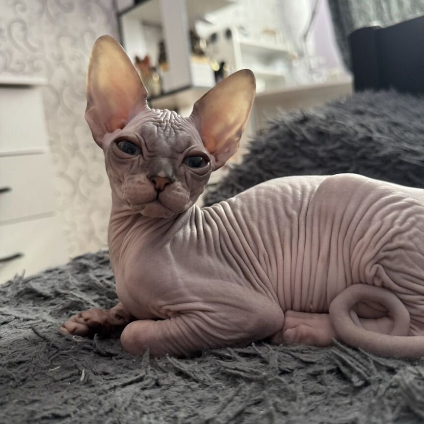 Донской сфинкс котенок