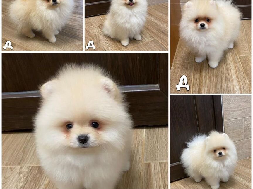 Померанский шпиц щенок