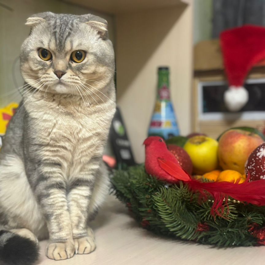 Кот