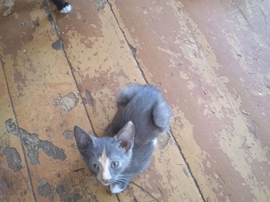 Отдам котят бесплатно