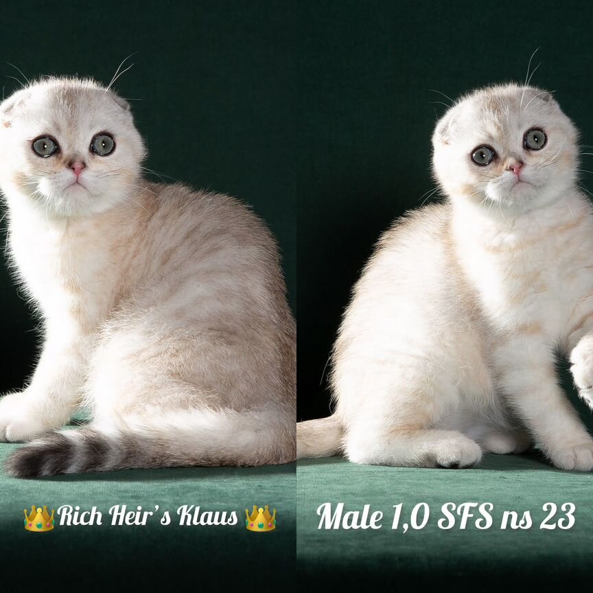 Шотландские пушистики