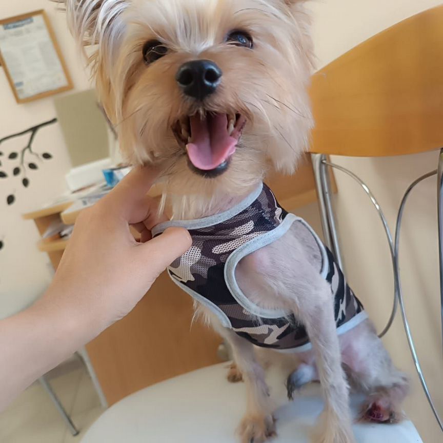 Йоркширский терьер стандарт