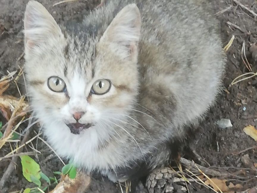 Котенок в добрые руки