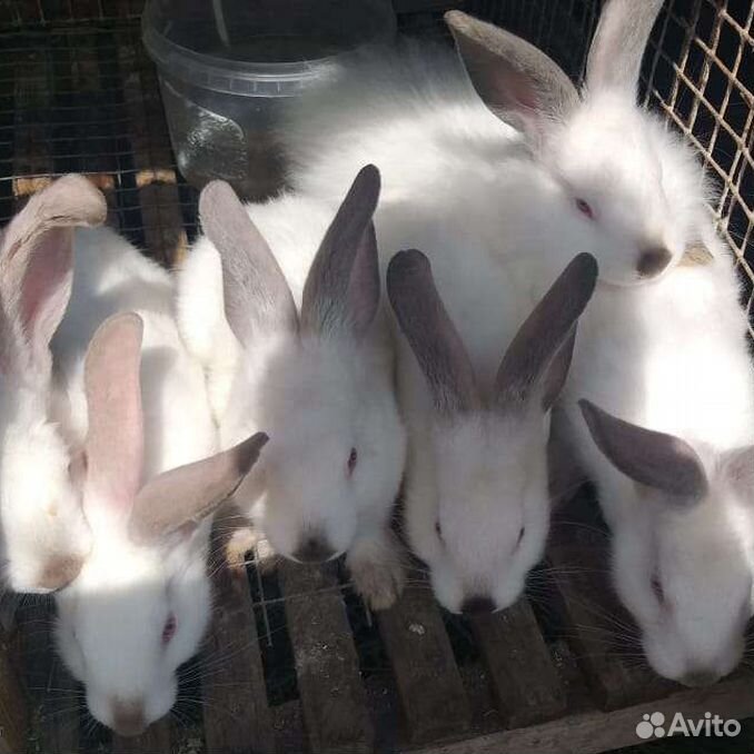 Кролики новозеландские