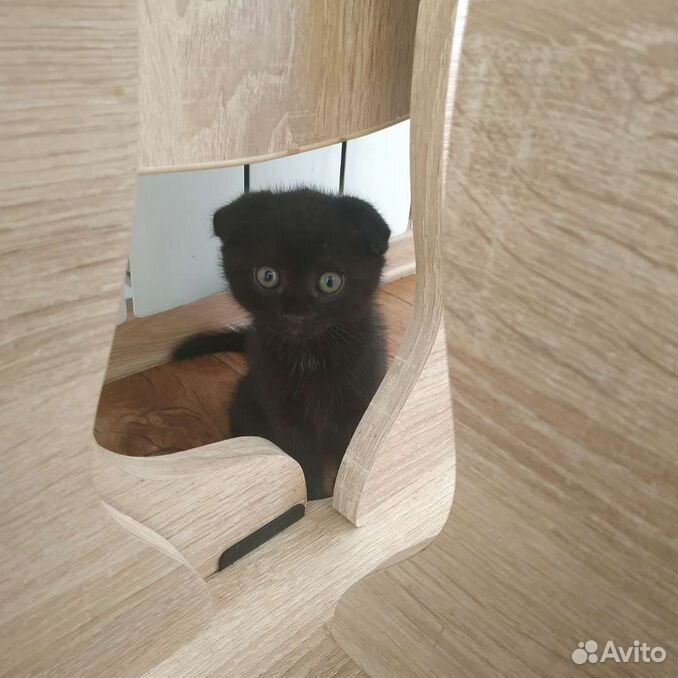 Счастливые Котята на Удачу