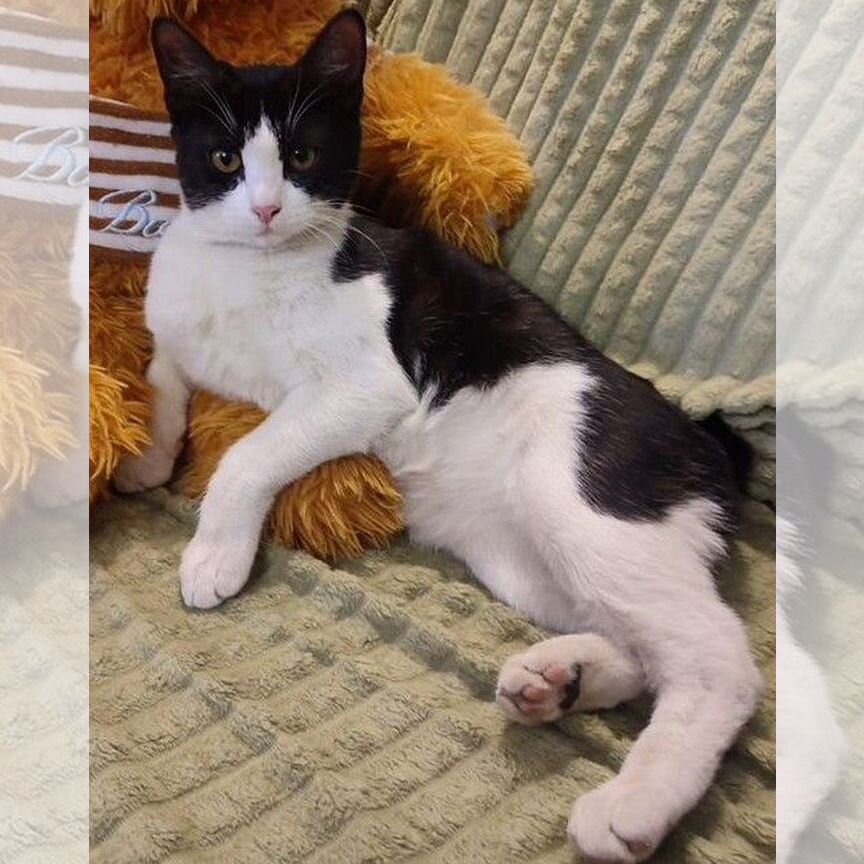 Кошка бобтейл 6 месяцев