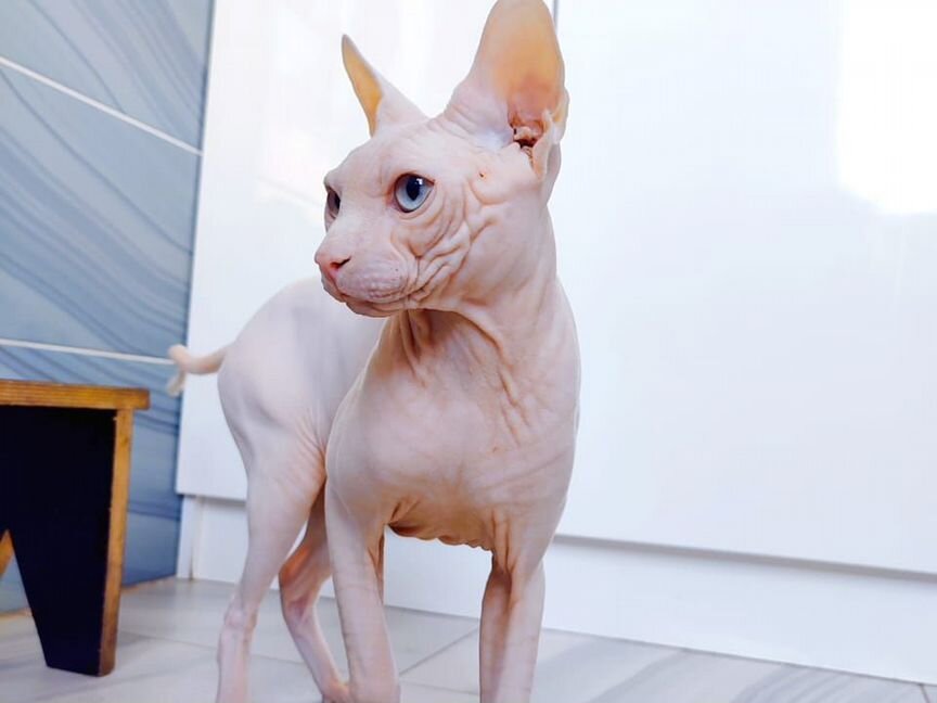 Канадский сфинкс