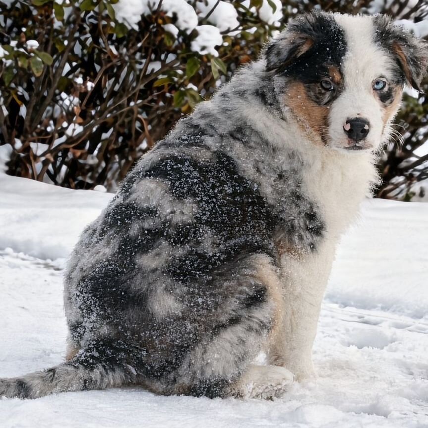 Австралийская овчарка, щенок