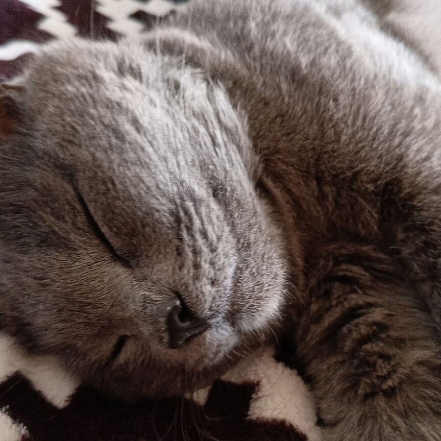 Котики бесплатно