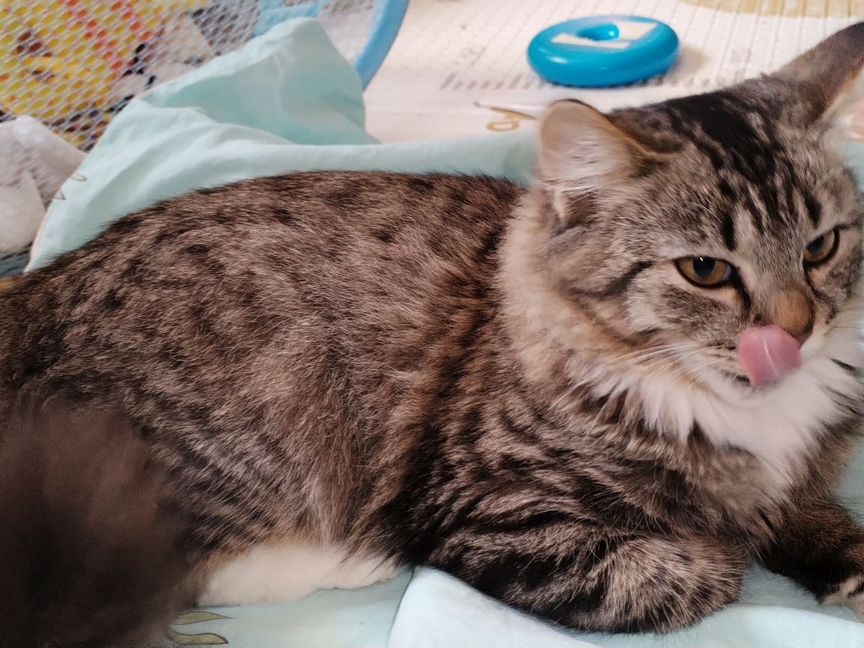 Кошка