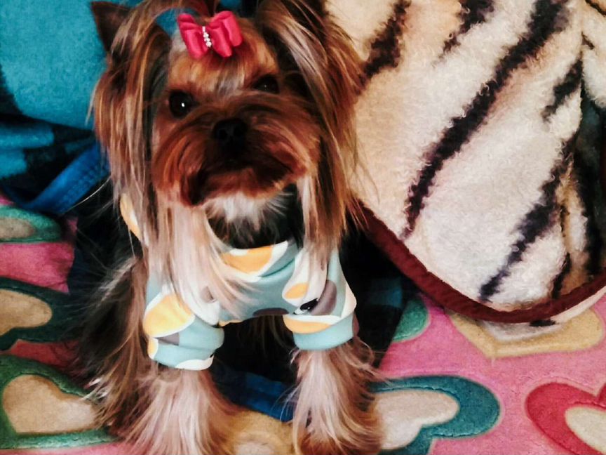 Мальчик йорка вязка