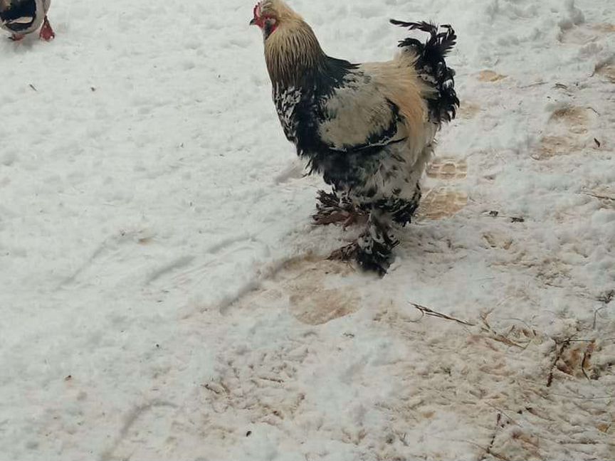 Куры петухи