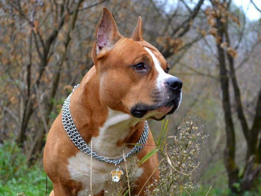 Амстафф вязка