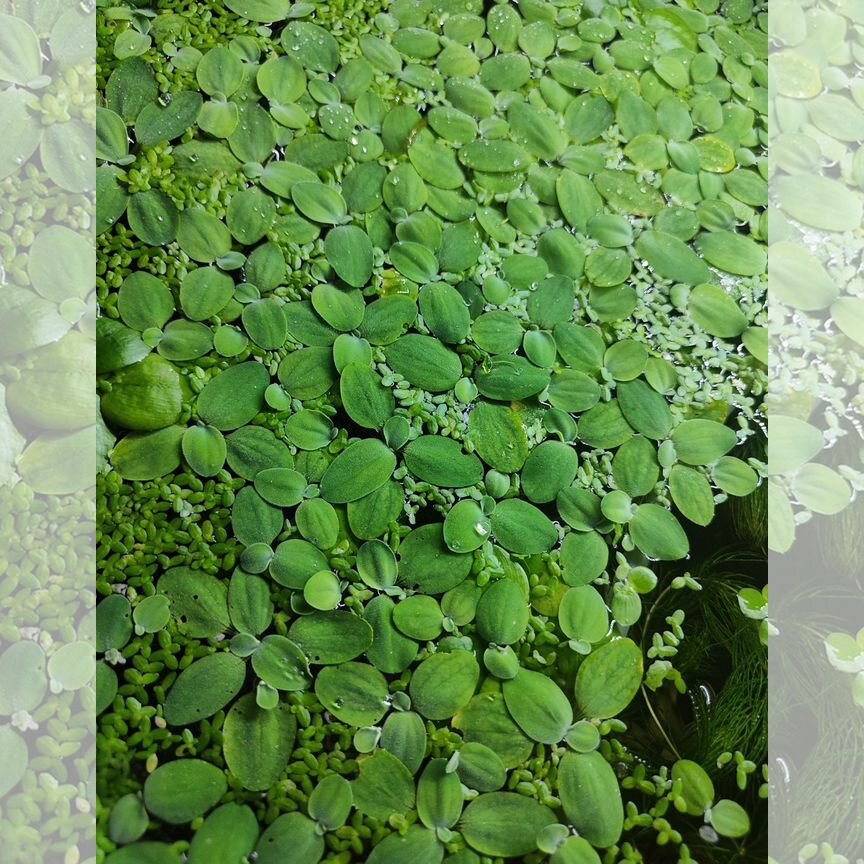 Рыбки гуппи, аквариумные растения