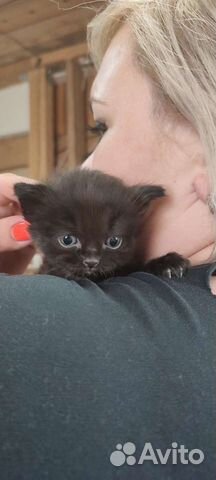 Котята полу британцы