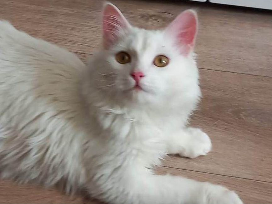 Похититель сердец с розовыми ушками ищет семью