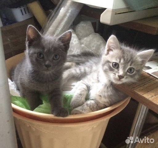 Кошечка дымка 2,5 мес