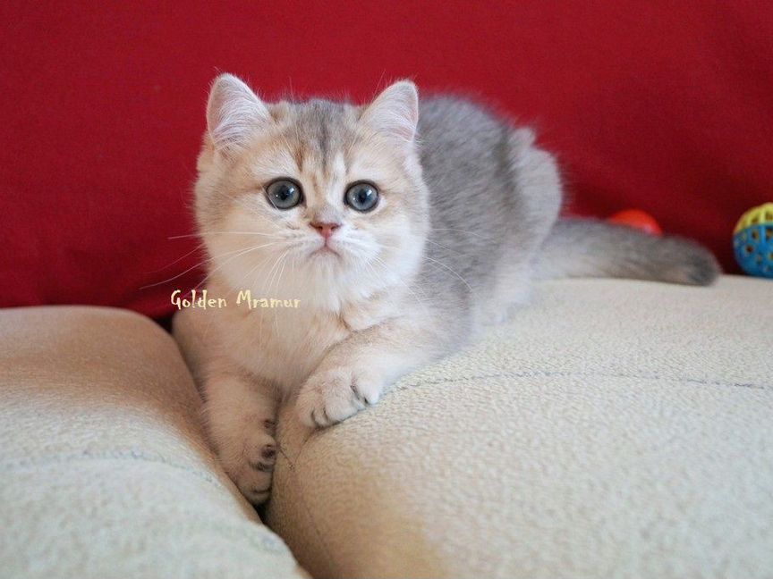 Британочка голубого золотого окраса