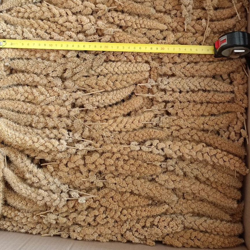 Колоски чумизы