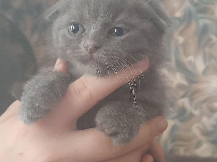 Продам британских вислоухих котят