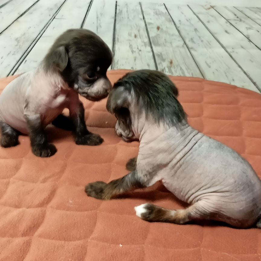 Китайская хохлатая, щенок