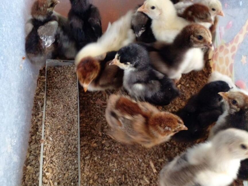 Цыплята породы Брама недельные